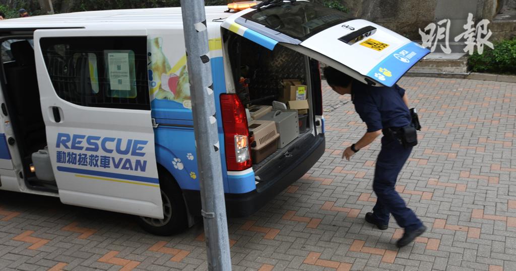 彩德邨貓隻墮斃 女主人跪地痛哭 (11:03) - 20251227 - 港聞 - 即時新聞 - 明報新聞網